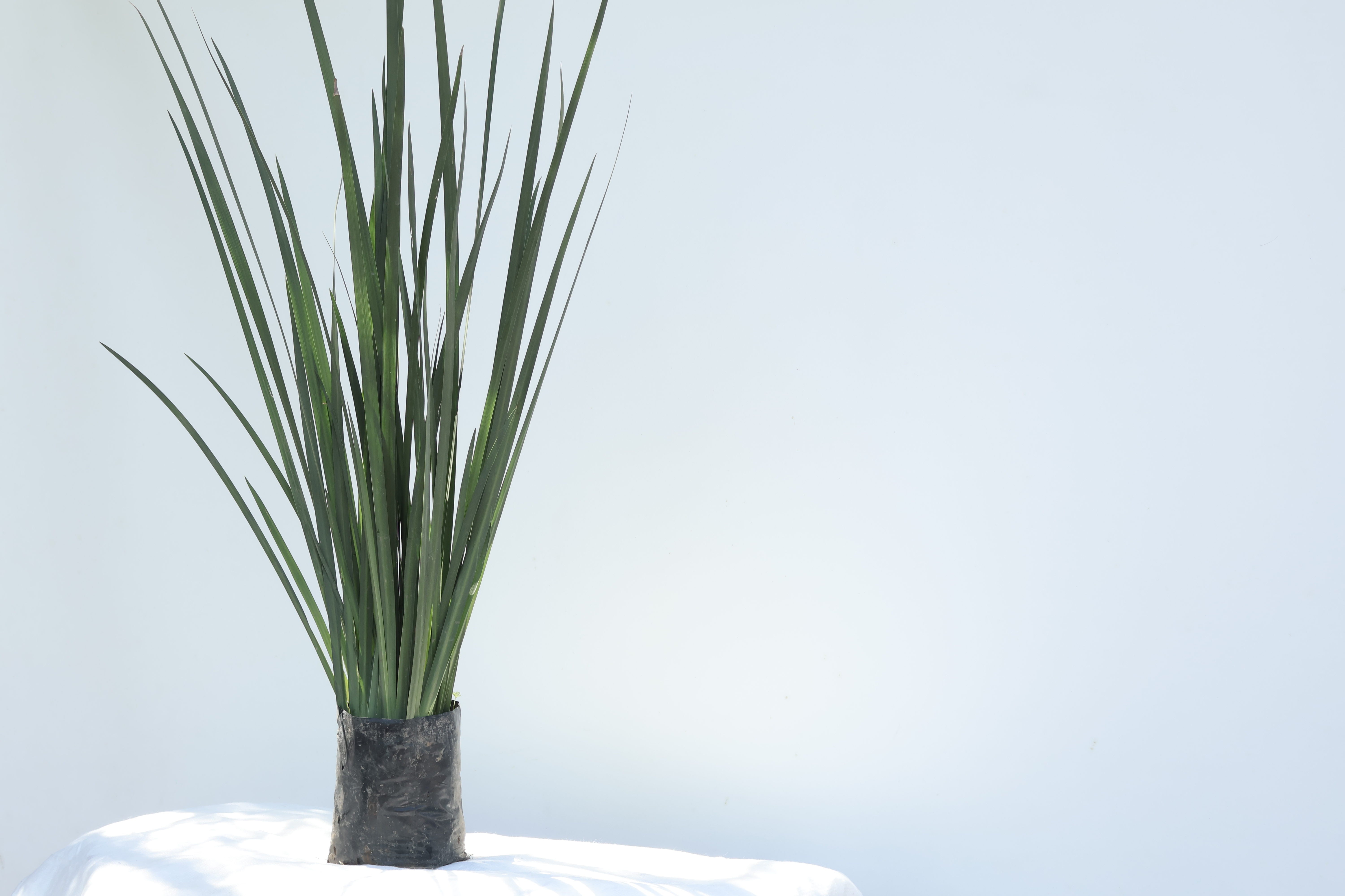 Lirio persa – Total Garden