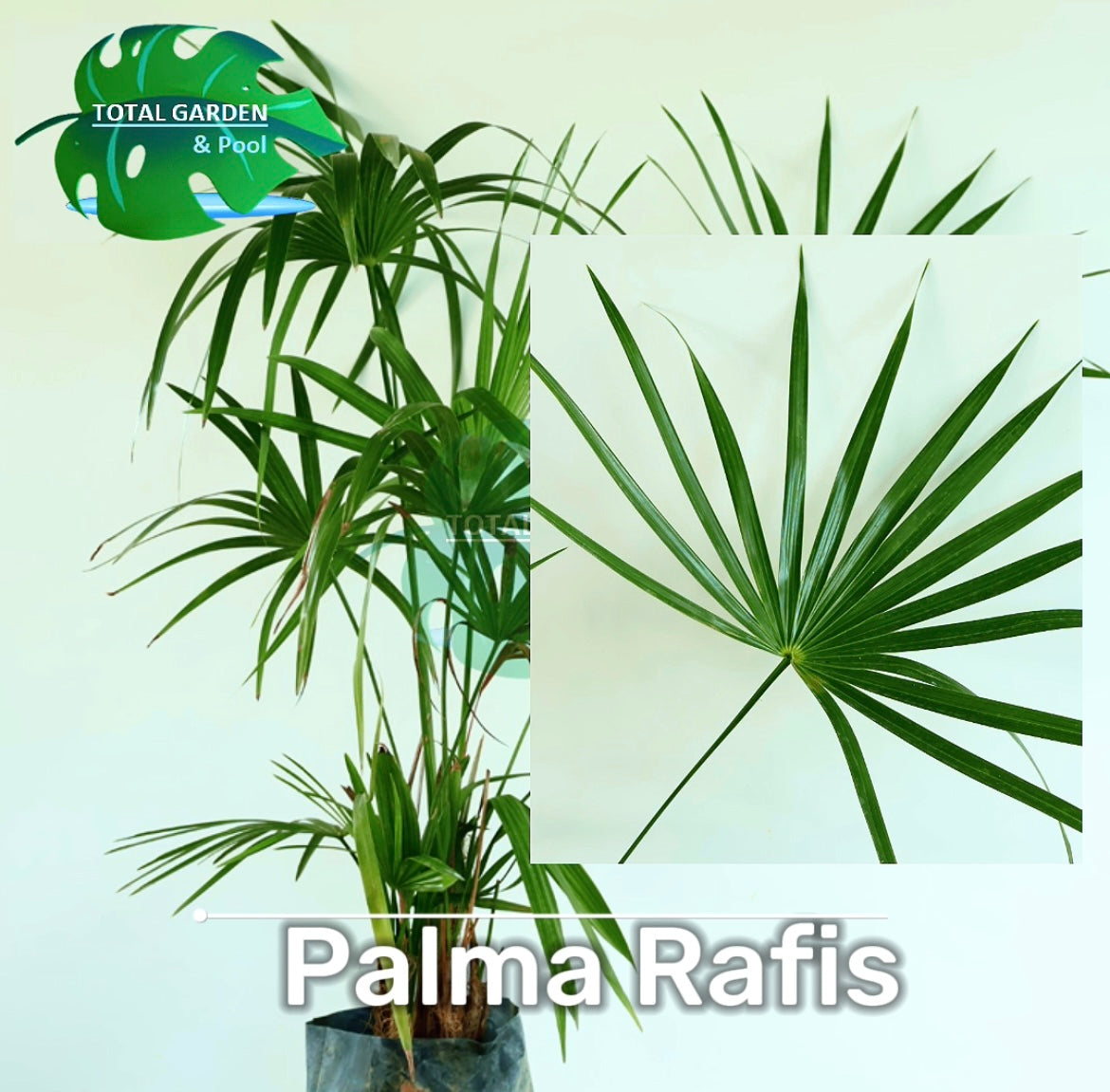 Palma Estrella (chit) – Total Garden