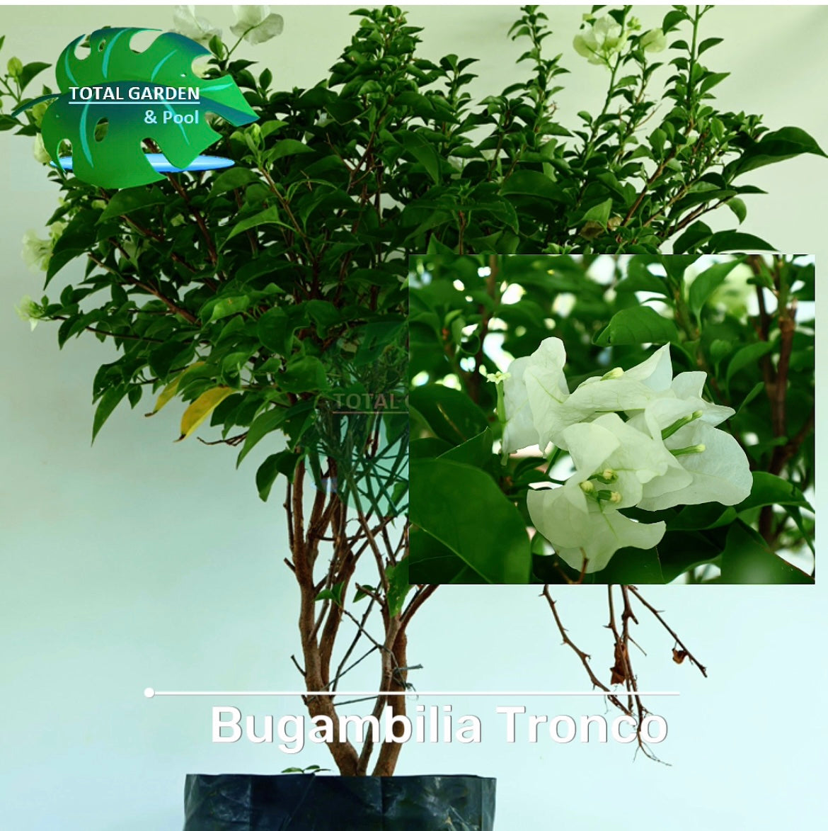 Bugambilia Troncos – Total Garden